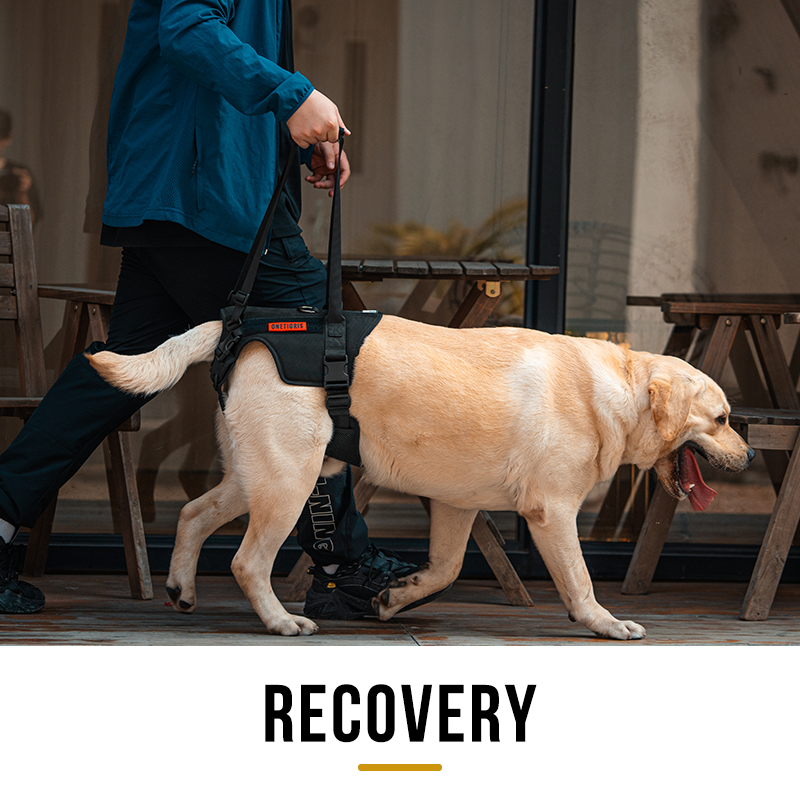 Dog Recovery Gear – Lift Harness, Recovery Collars & Suits | OneTigris ...